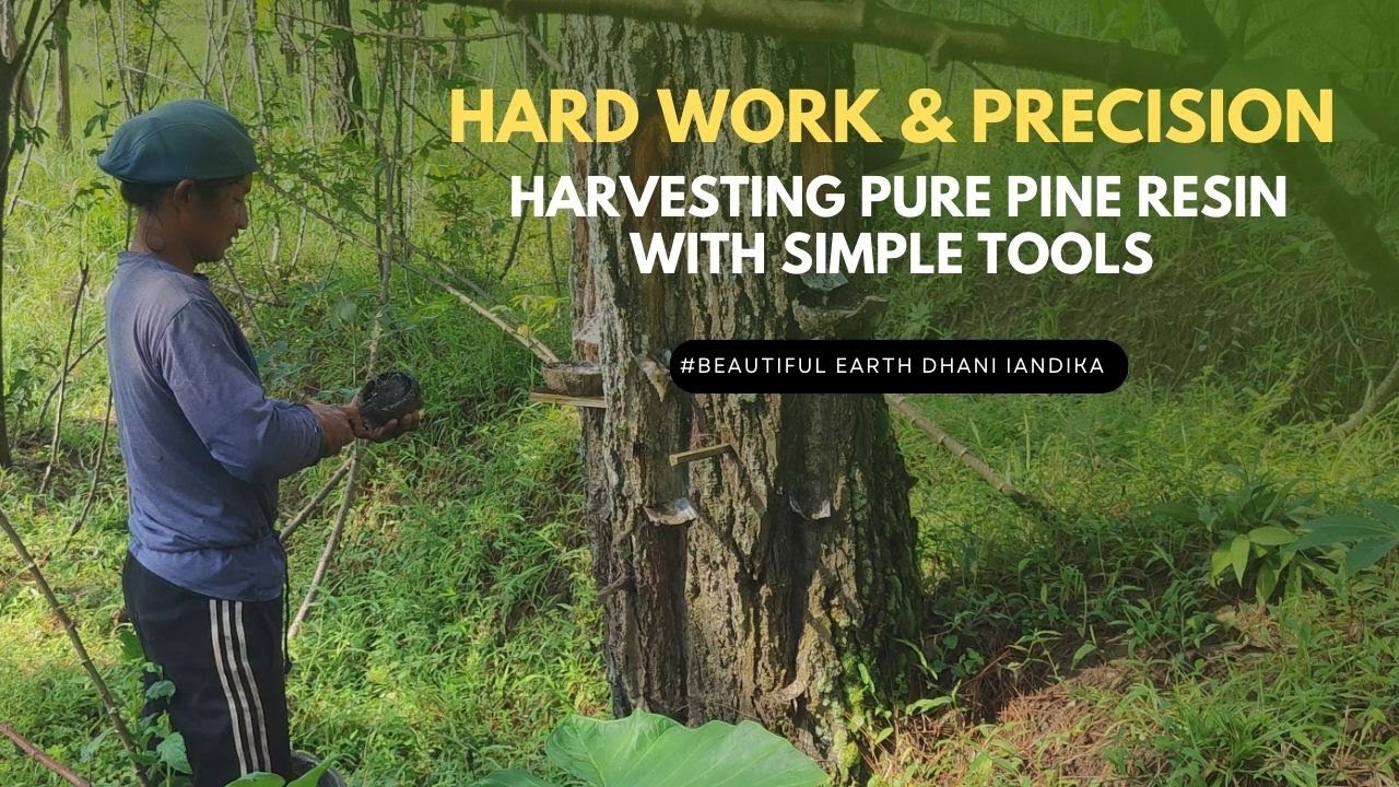 Hard Work & Precision: Harvesting Pure Pine Resin with Simple Tools ...