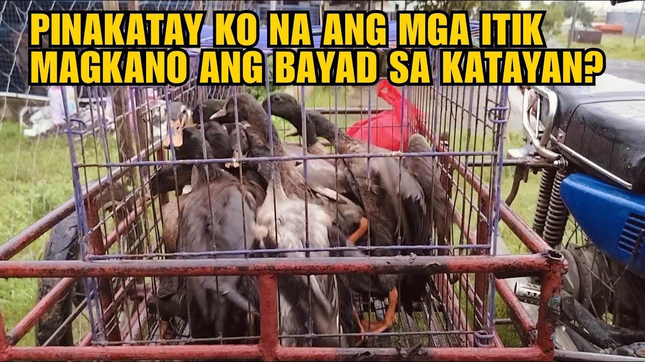 PINAKATAY KO NA ANG MGA ITIK MAGKANO ANG BAYAD SA KATAYAN? - YouTube