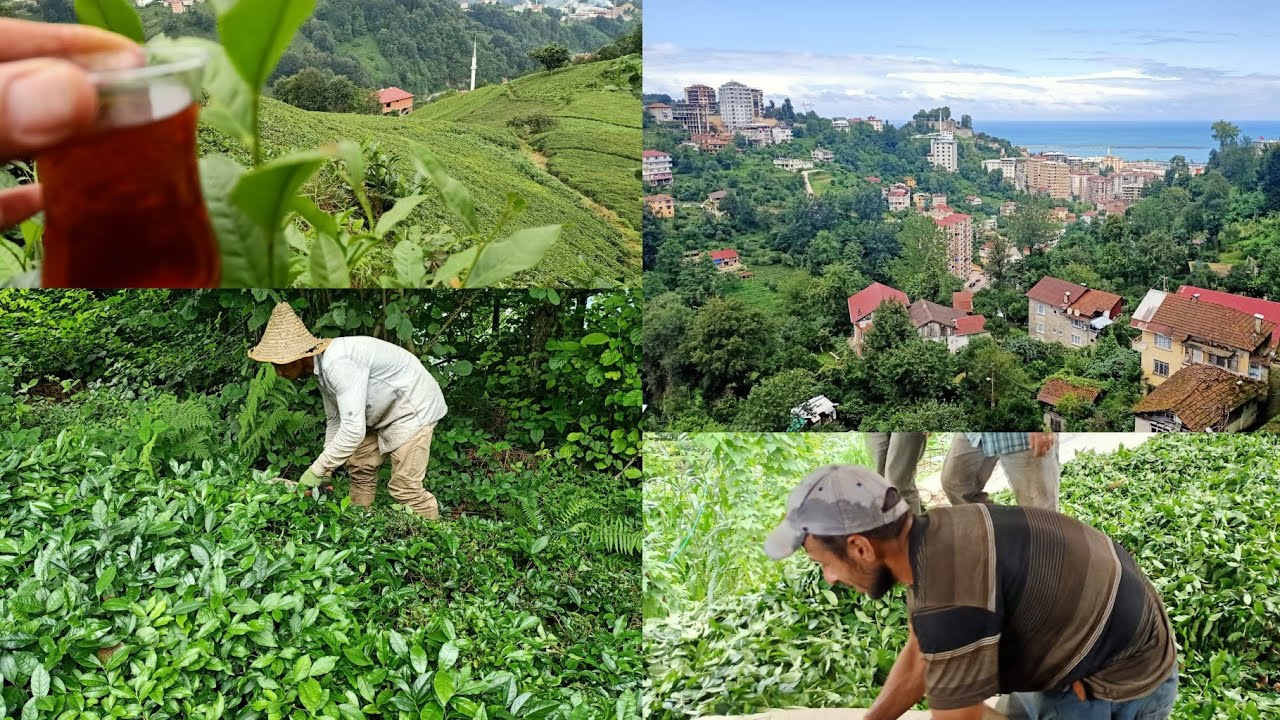 ÇAY HASADI YAPTIK - YouTube