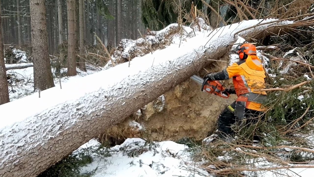 Processing a very sprung tree with a chainsaw and a good lumberjack ...