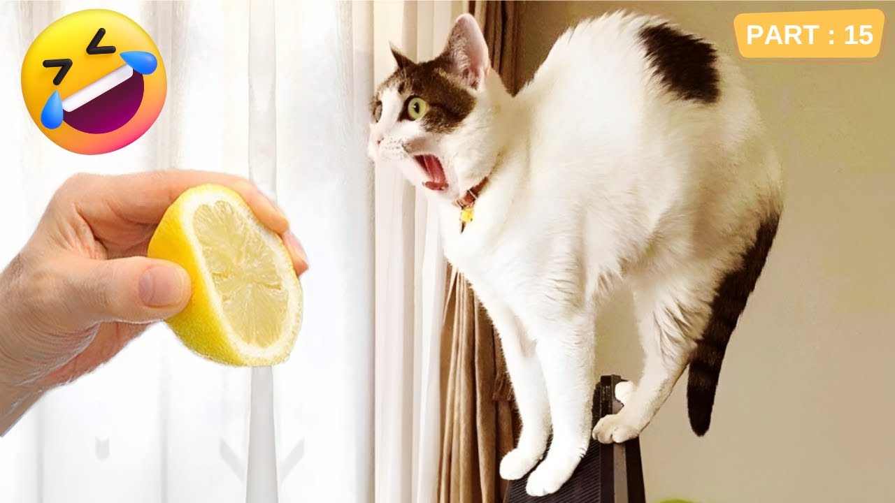 FUNNY CAT MEMES COMPILATION OF 2023 😂 Part 15 - YouTube