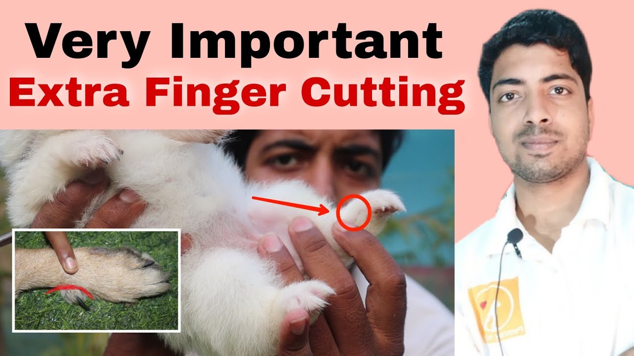 Very Important for Breeder : Extra finger docking tips in puppy ...