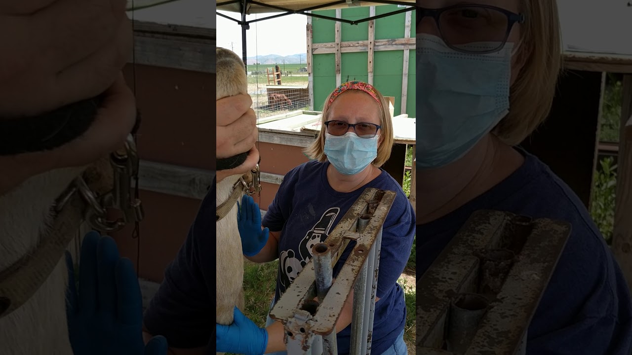 Skill 38 Goat Blood Draw - YouTube