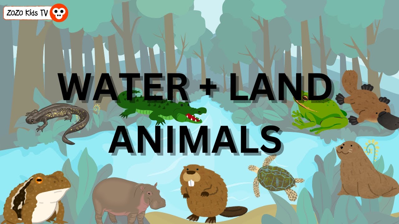 WATER + LAND ANIMALS - YouTube