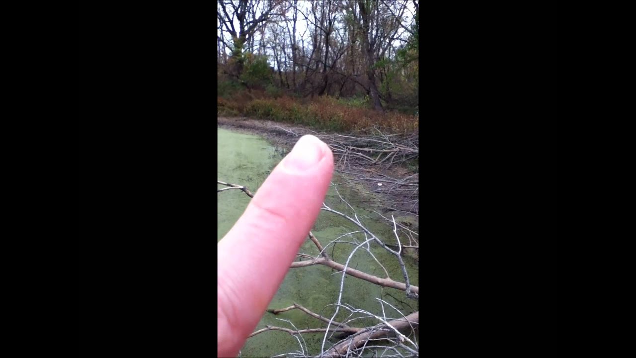 Muskrat Hunting - YouTube