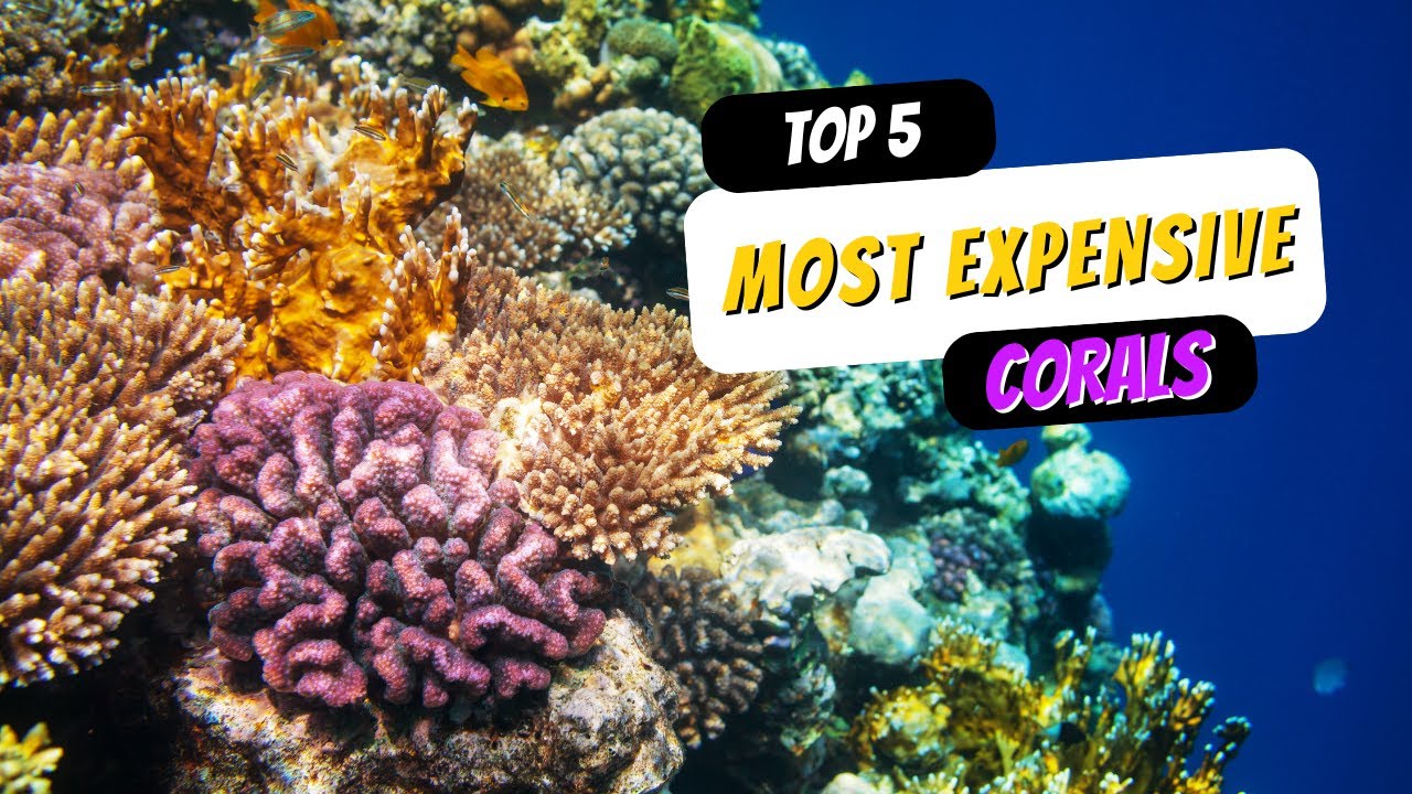 World's Most Expensive Corals - YouTube