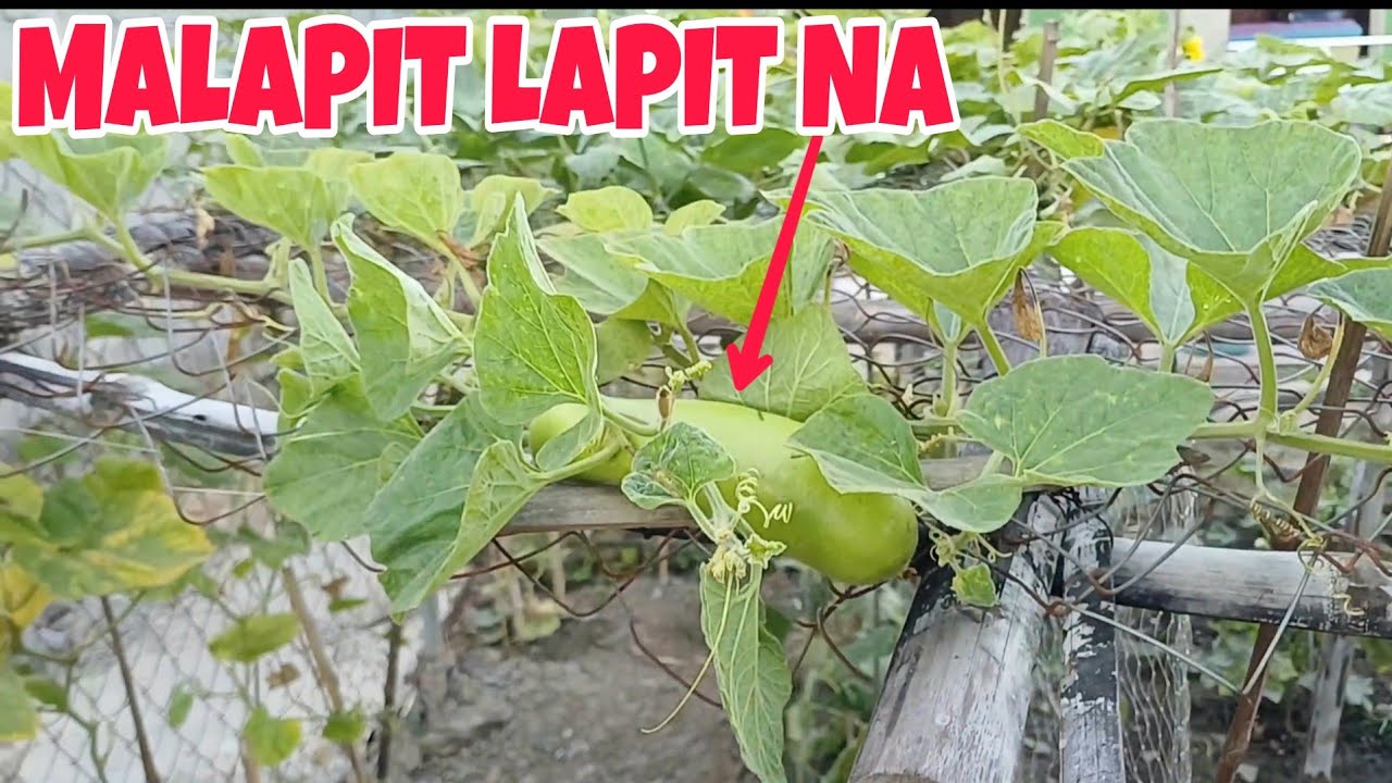 MALAPIT LAPIT NA! - YouTube