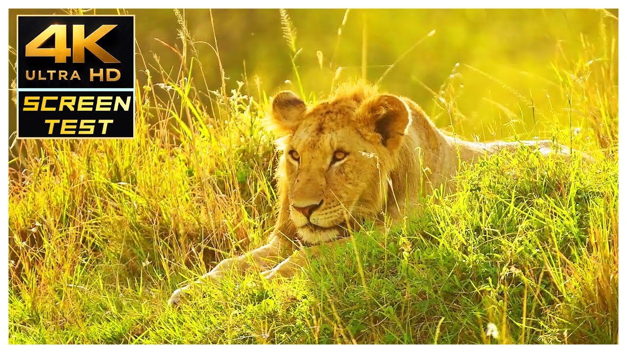 🌍 4K Ultra HD Screen Test - Experience Every Pixel in Stunning Detail ...