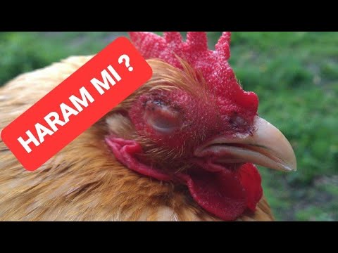 HASTA TAVUK ETİ YENİR Mİ ? HARAM MI ? Farklı fikirleri olan yoruma?# ...