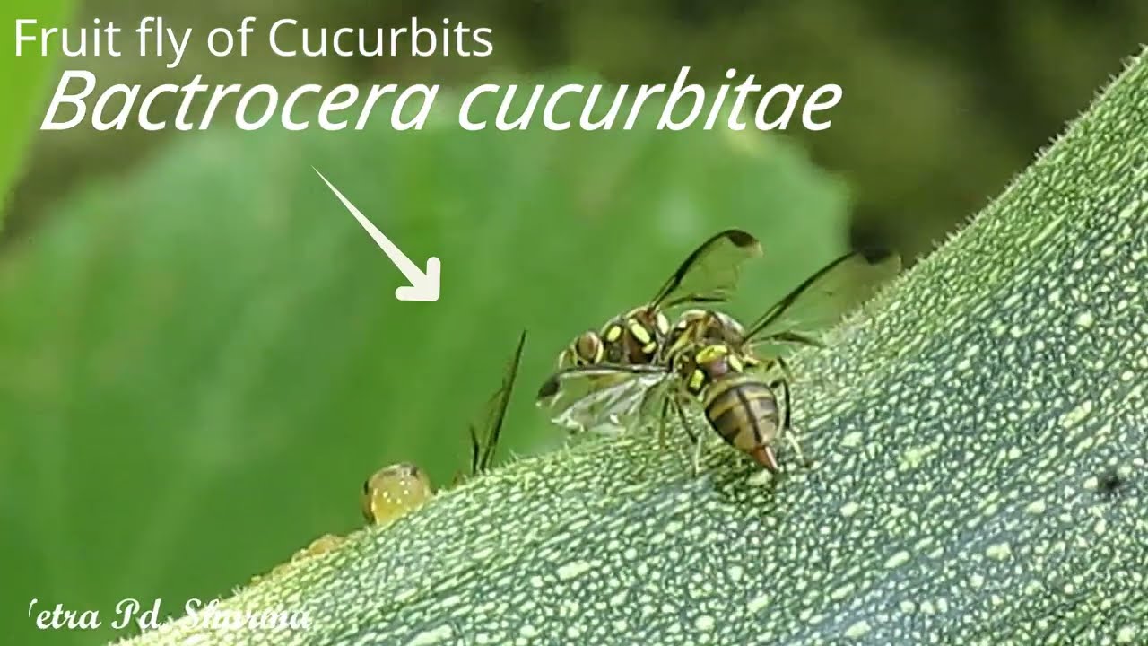 Bactrocera Cucurbitae