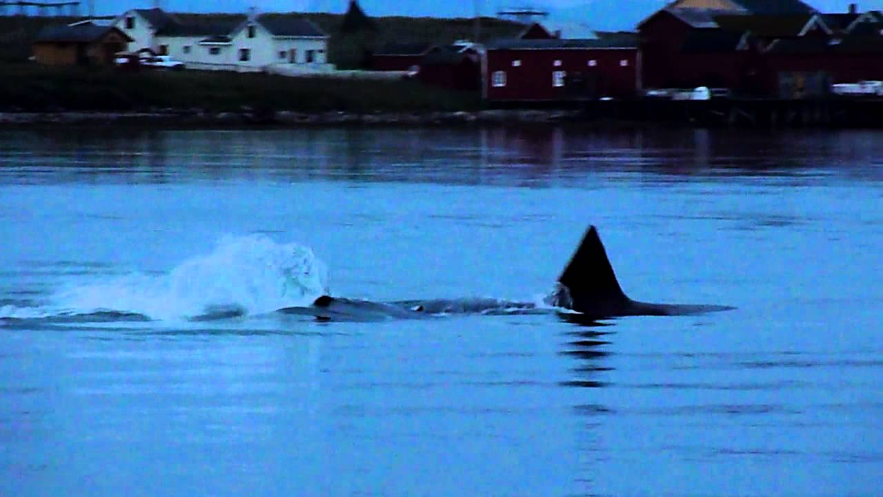 Basking shark in Norway - YouTube