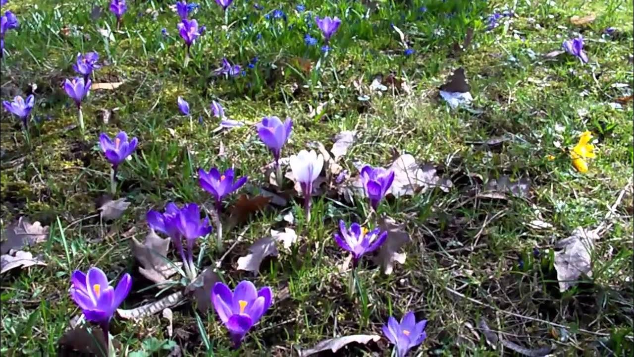 Gamla Moder Jord (Nach langer Nacht) Schwedisches Frühlingslied - Cantalino Jugendchor Bernburg ...