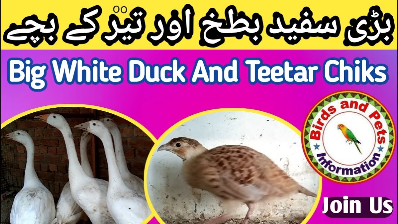 Big White Duck-Teetar Ke Bache-Profitable Business -Dhakhni Teetar ...