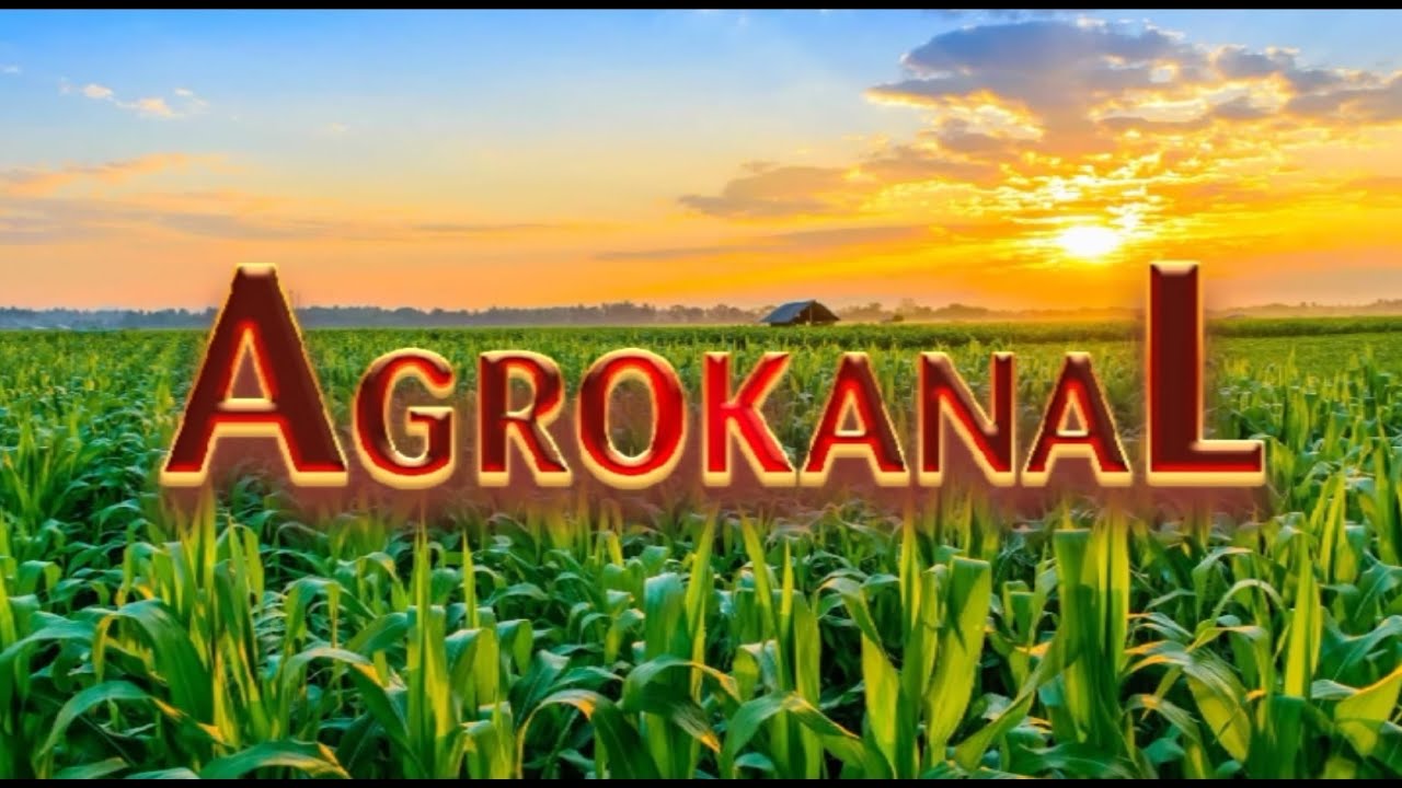AGROKANAL RTVTK | Savremena farma muznih krava u Jajićima kod Kalesiji ...