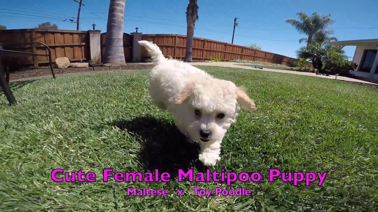 Female MaltiPoo Puppy Lily - YouTube