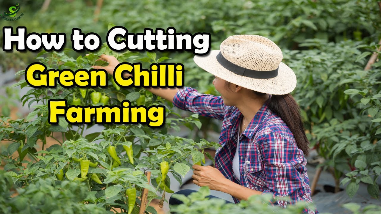 How to Cutting Green Chilli Farming | Green Chilli Growting Method | S ...
