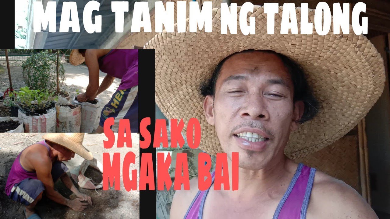 Mag tanim ako ng talong sa sako | mgaka bai - YouTube