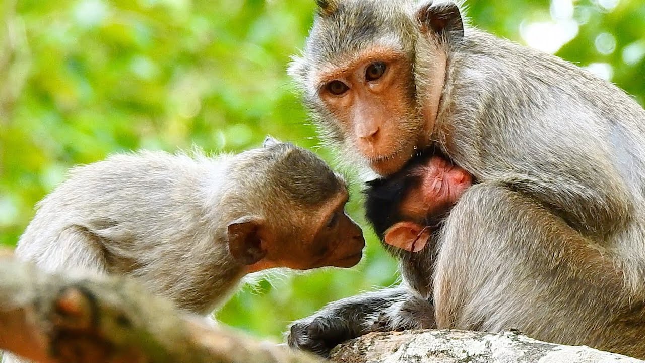 Wow very good friendship, Little monkey MILA come to checking newborn ...