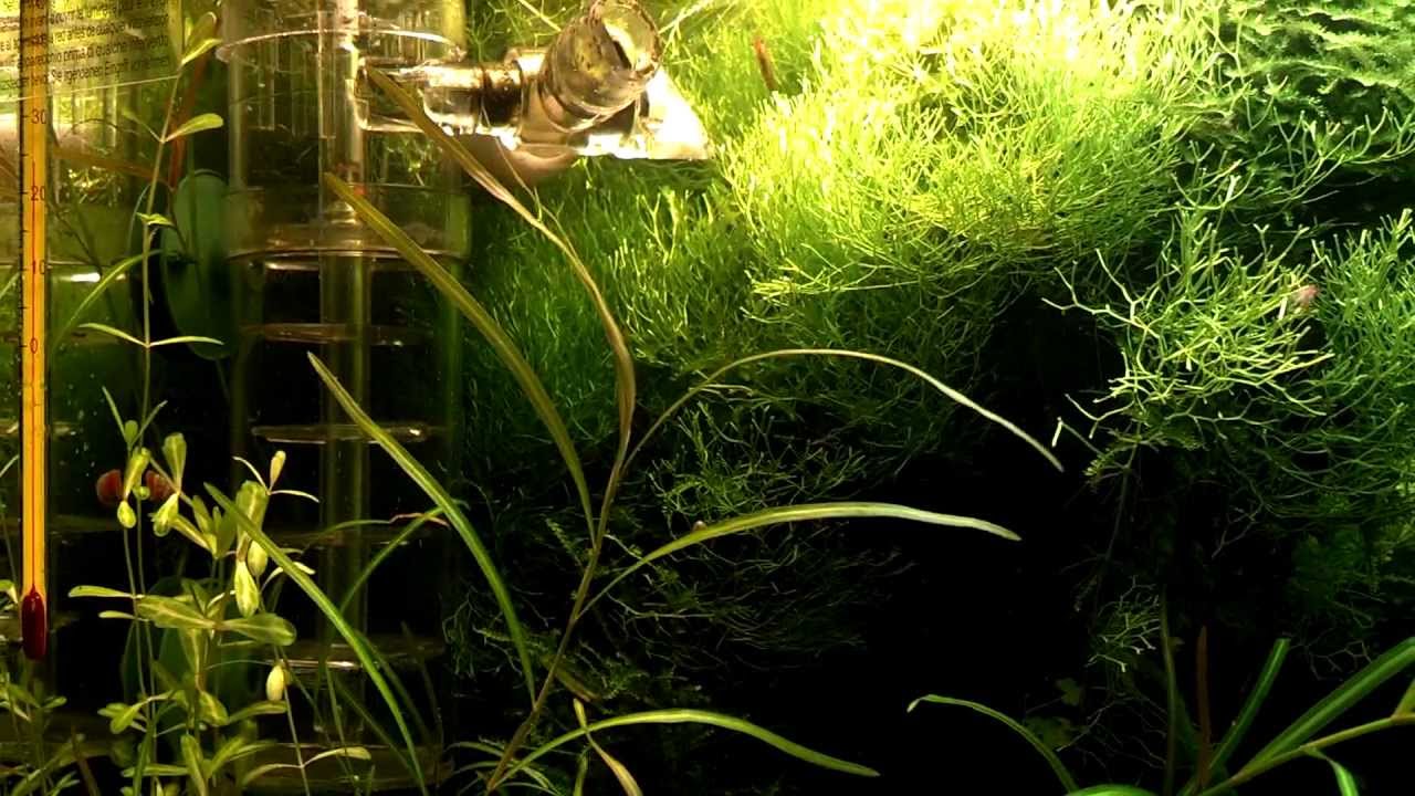 Dennerle Profi-Line CO2 Cyclo Turbo - YouTube