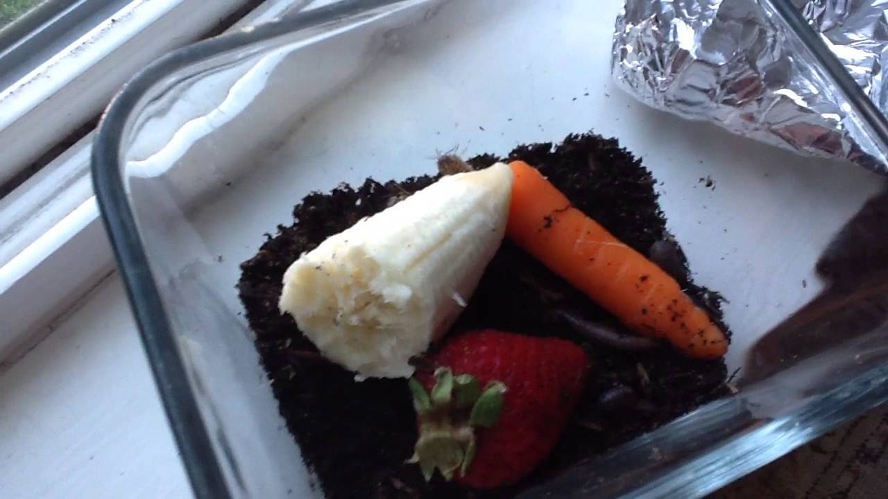 What Do Rolly Pollies Eat? 7 Surprising Facts You Need to Know ...