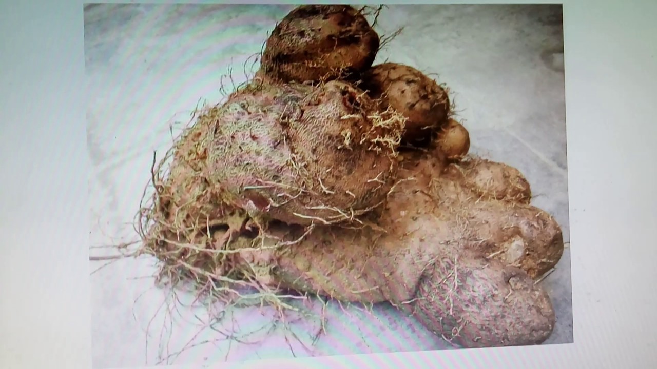 Kachil - How to cook kachil കാച്ചില്‍ കൊണ്ടുള്ള ഉപയോഗങ്ങള്‍ - YouTube