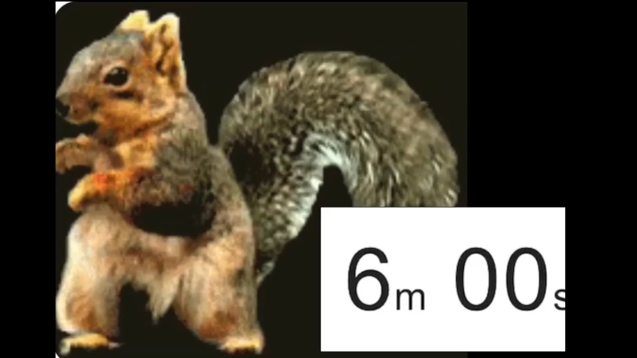 Dancing Squirrel Six Minute Timer - YouTube