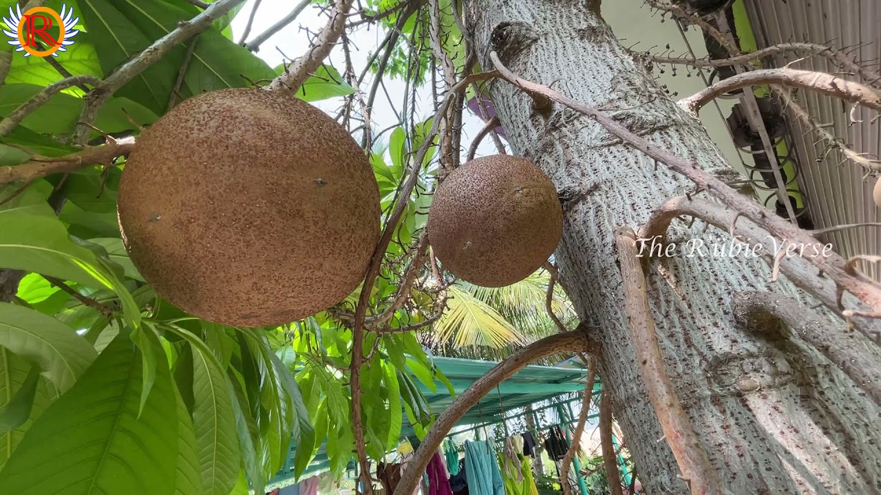 Cannonball Tree - Couroupita guianensis - Seeds - YouTube