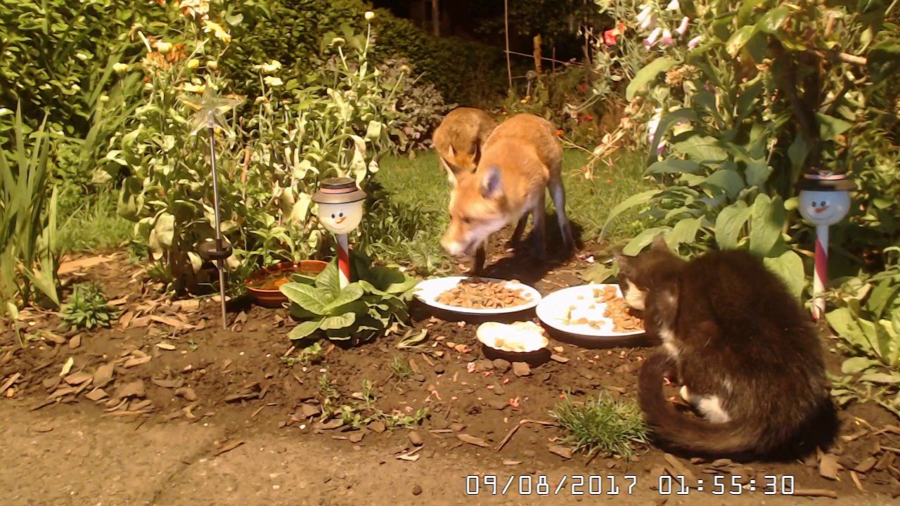 Foxheaven 20170809 000056 1 Fox Fight. - YouTube