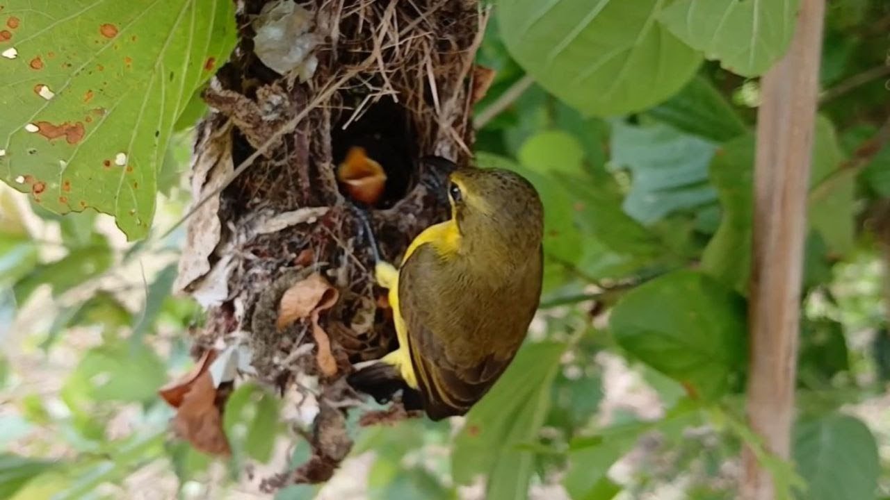 Garden sunbird bird Feed her baby in the nest well. (EP03) Beautiful ...