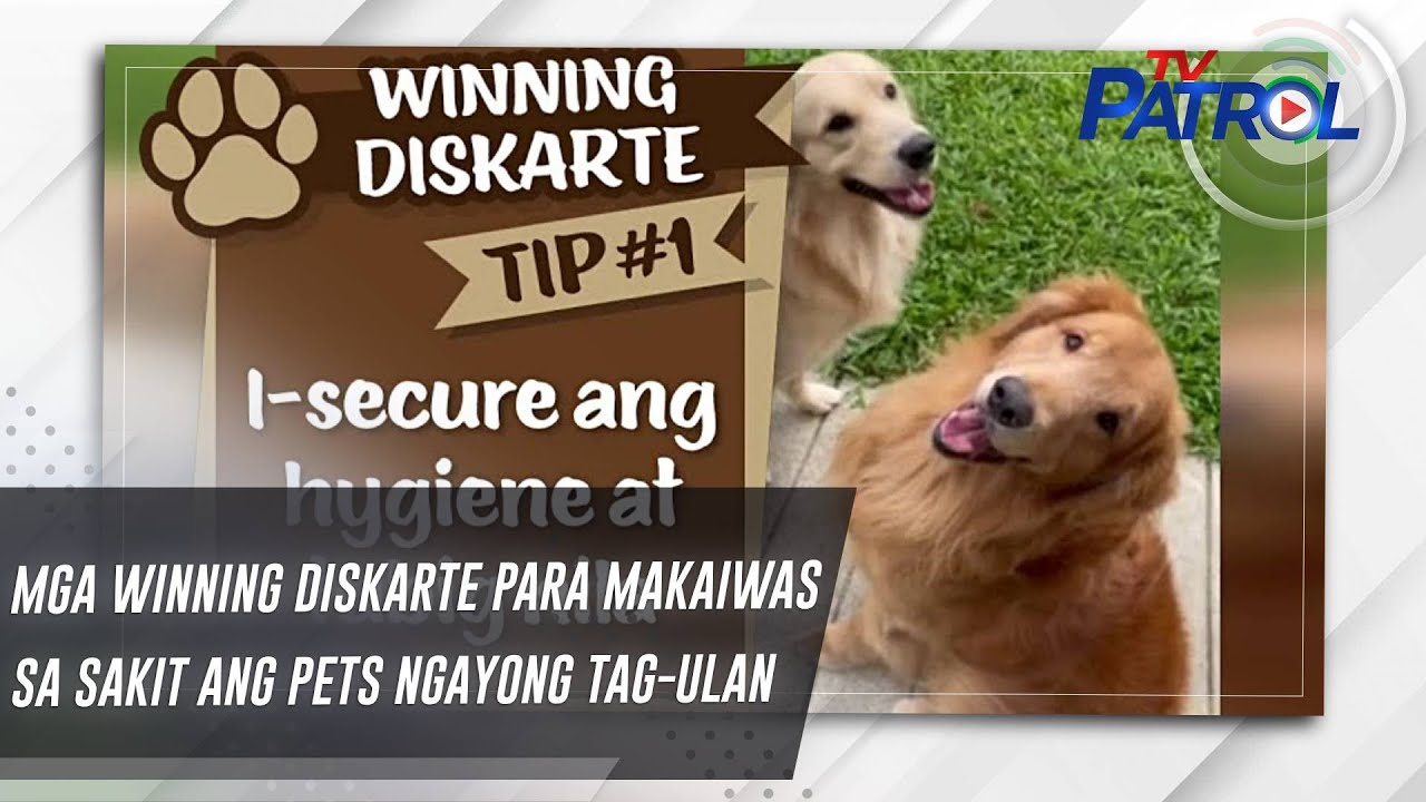 Mga Winning Diskarte para makaiwas sa sakit ang pets ngayong tag-ulan ...