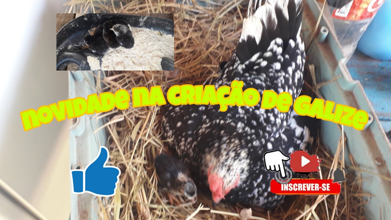 Novidades na criação de galize - YouTube