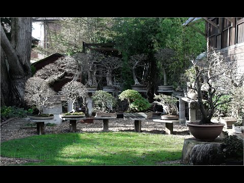 Bonsai Garden In Winter : Behind The Scenes Part One - YouTube