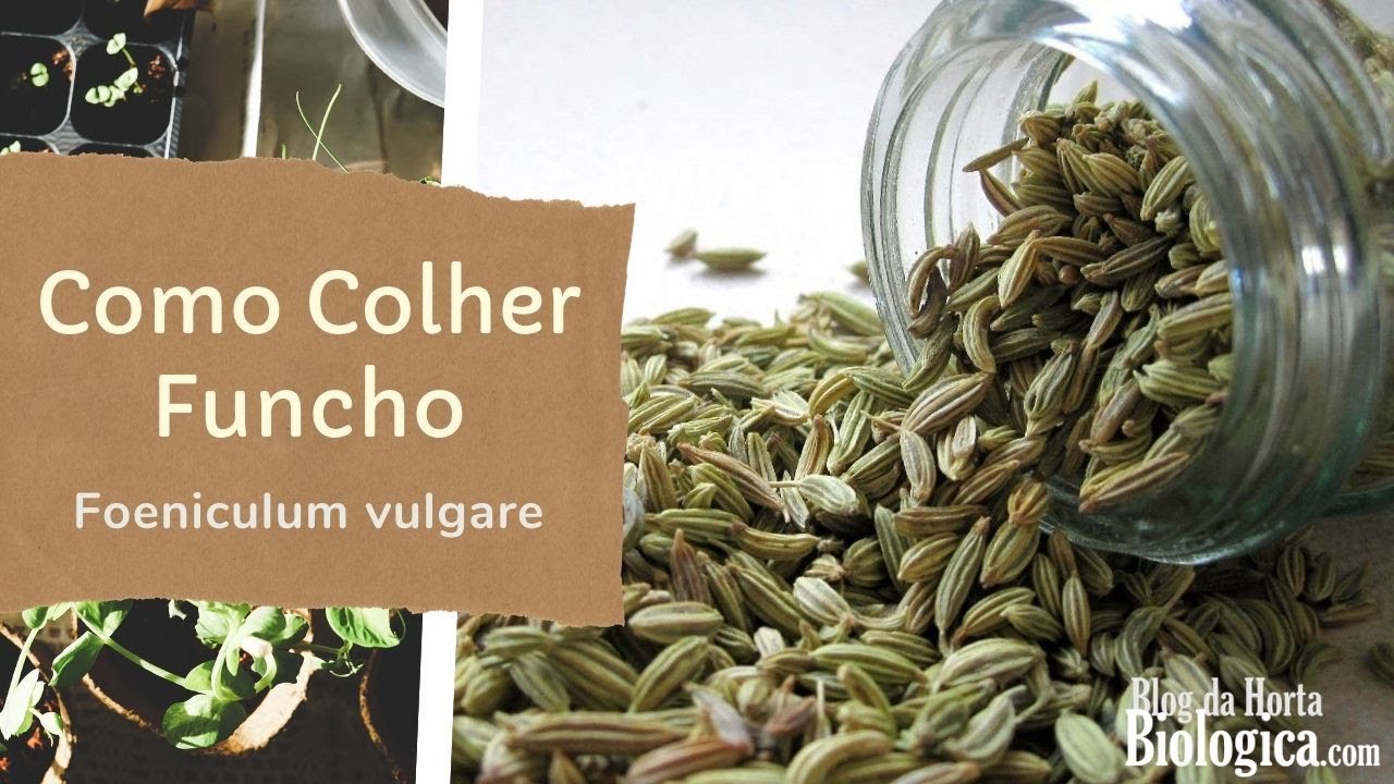 Funcho (Foeniculum vulgare) | Como Colher Folhas e Sementes | Colheita ...