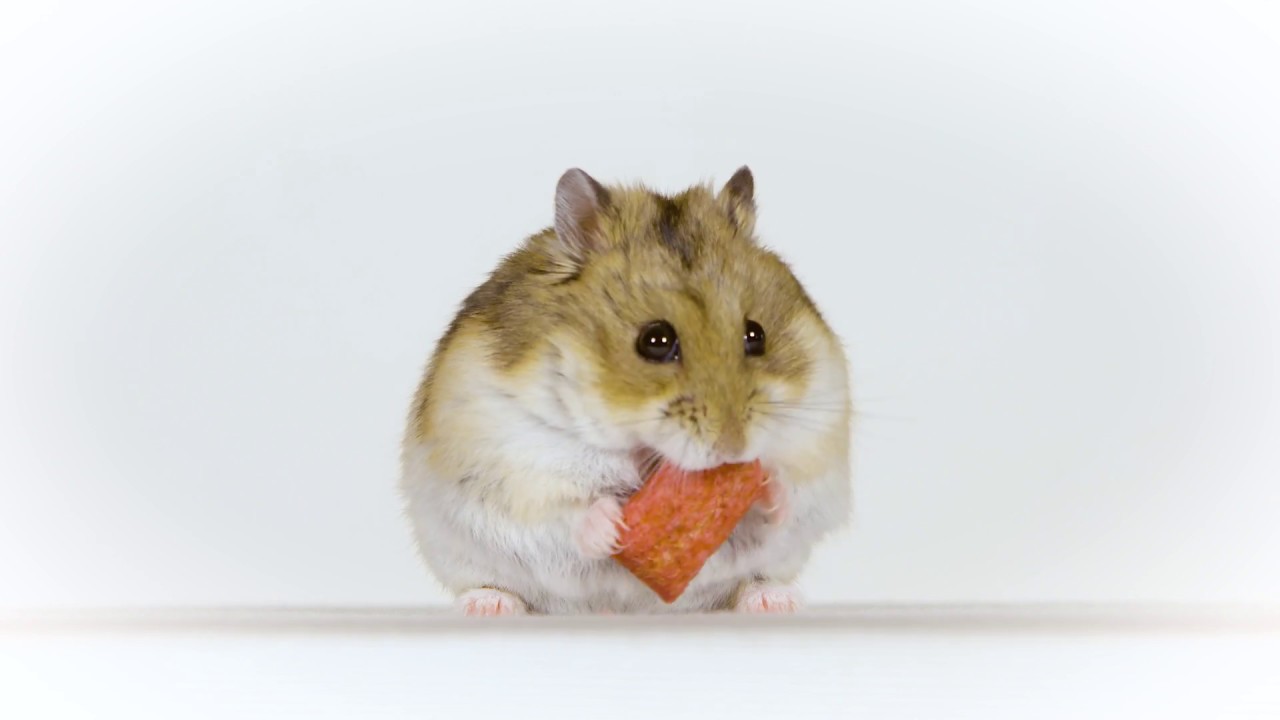 Taco Taco happily eating a treat - YouTube