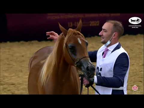 N105 TIBRAH AL NASSER - Doha International Arabian Horse Show 2022 ...