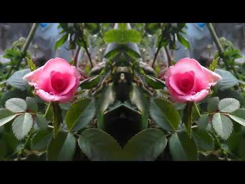 Beauty of the budding roze....