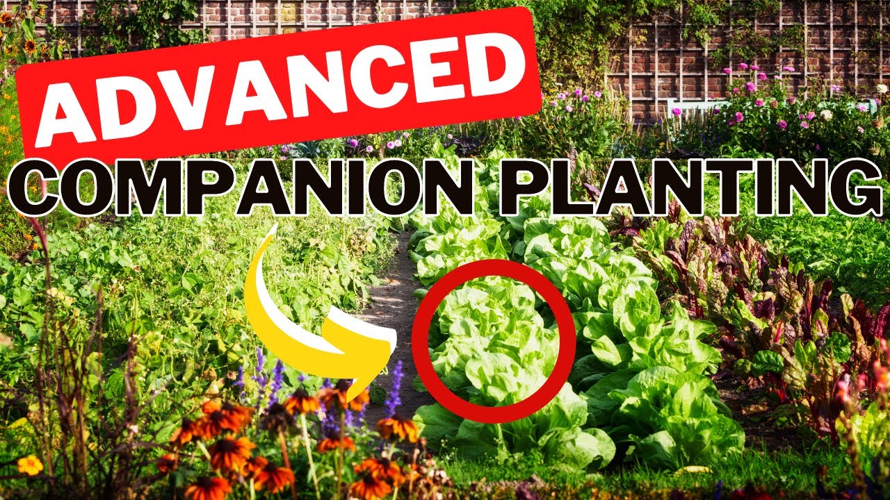 Trap Gardening | The Expert Gardeners Way Of Companion Planting ...