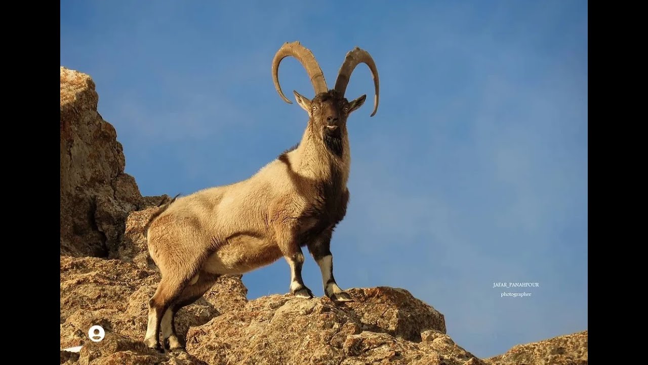 Interesting behavior of wild goats and goats during the mating season ...
