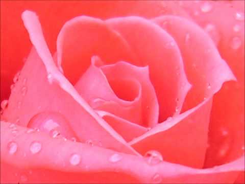 Hafız Murat - Buharada gül var mı