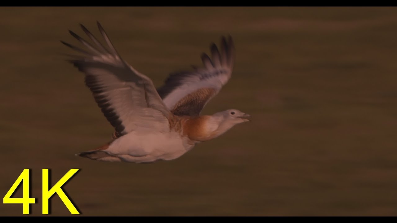 Great Bustard - Germany`s rare and one of World`s havierst flying Bird ...