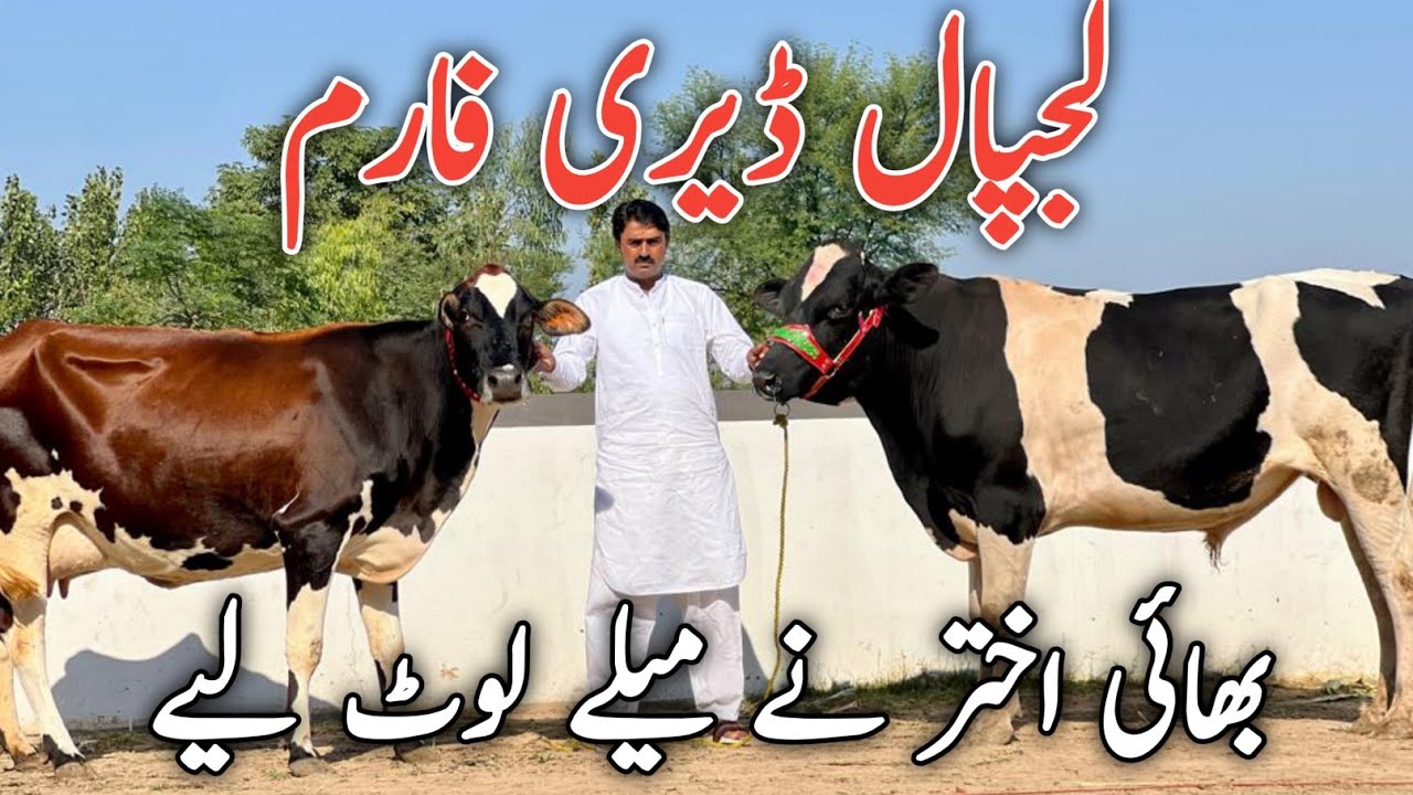 Lajpal Dairy Farm | Australian cows | Friesian cross cows | Jani Best ...
