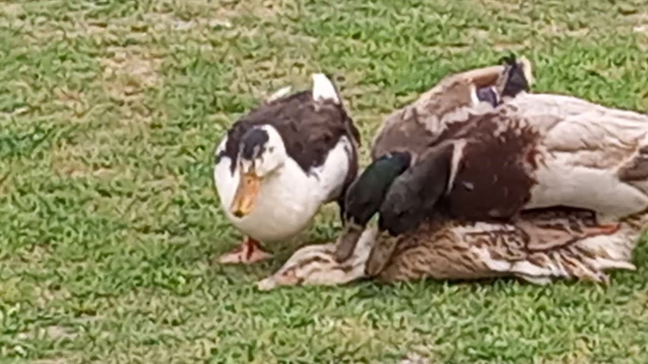 THREE MALE ONE FEMALE FRINGO & HYBRID MALLARD DUCKS AFTER THE CREATE A ...