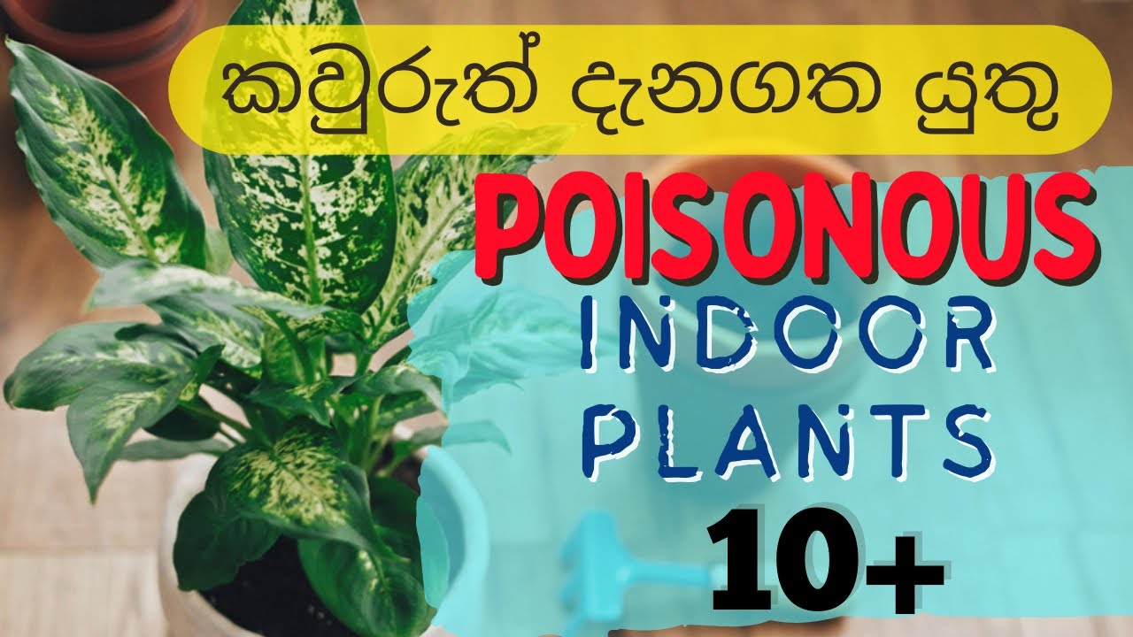 Poisonous Indoor plants for human l Toxic houseplants for cats and dogs ...