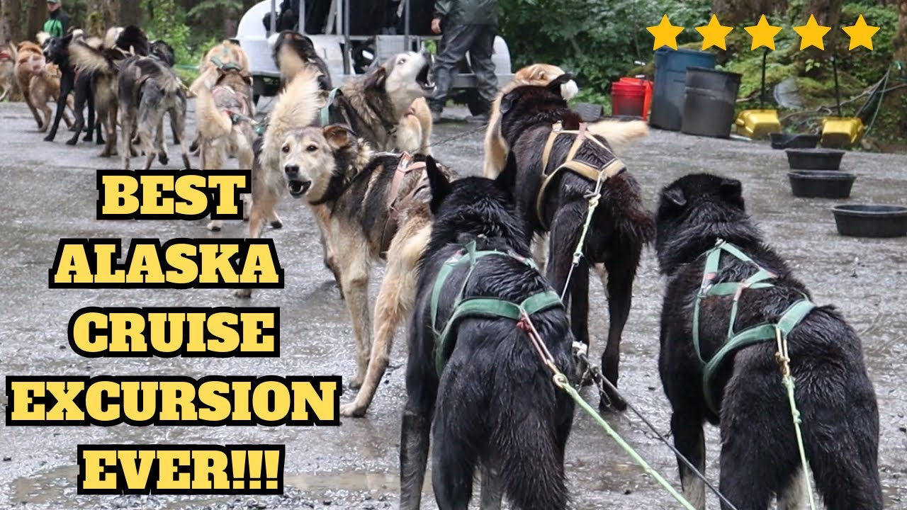 Dogsledding Without The Snow In Alaska Plus Puppy Cuddling! Our ...
