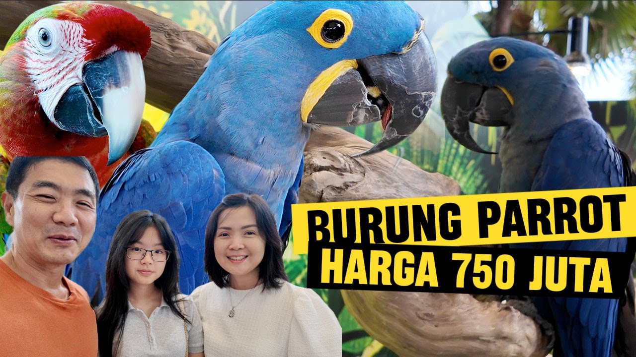 Level Sultan : Burung Parrot Harga Rp.750 Juta - YouTube