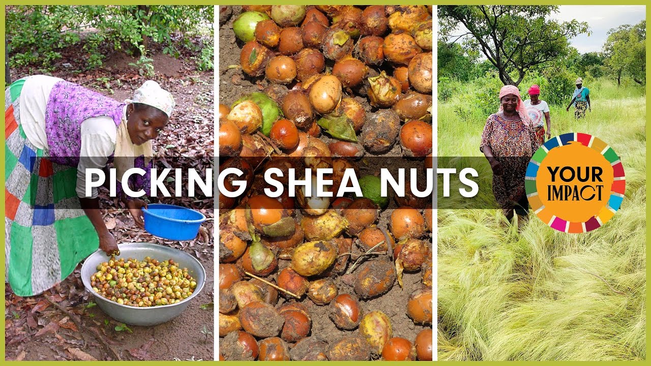 Picking Shea Nuts - YouTube