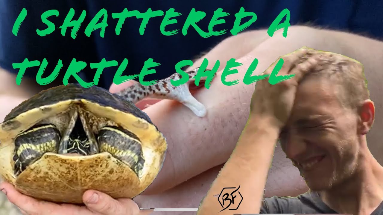 I SHATTERED A TURTLE SHELL!! - YouTube