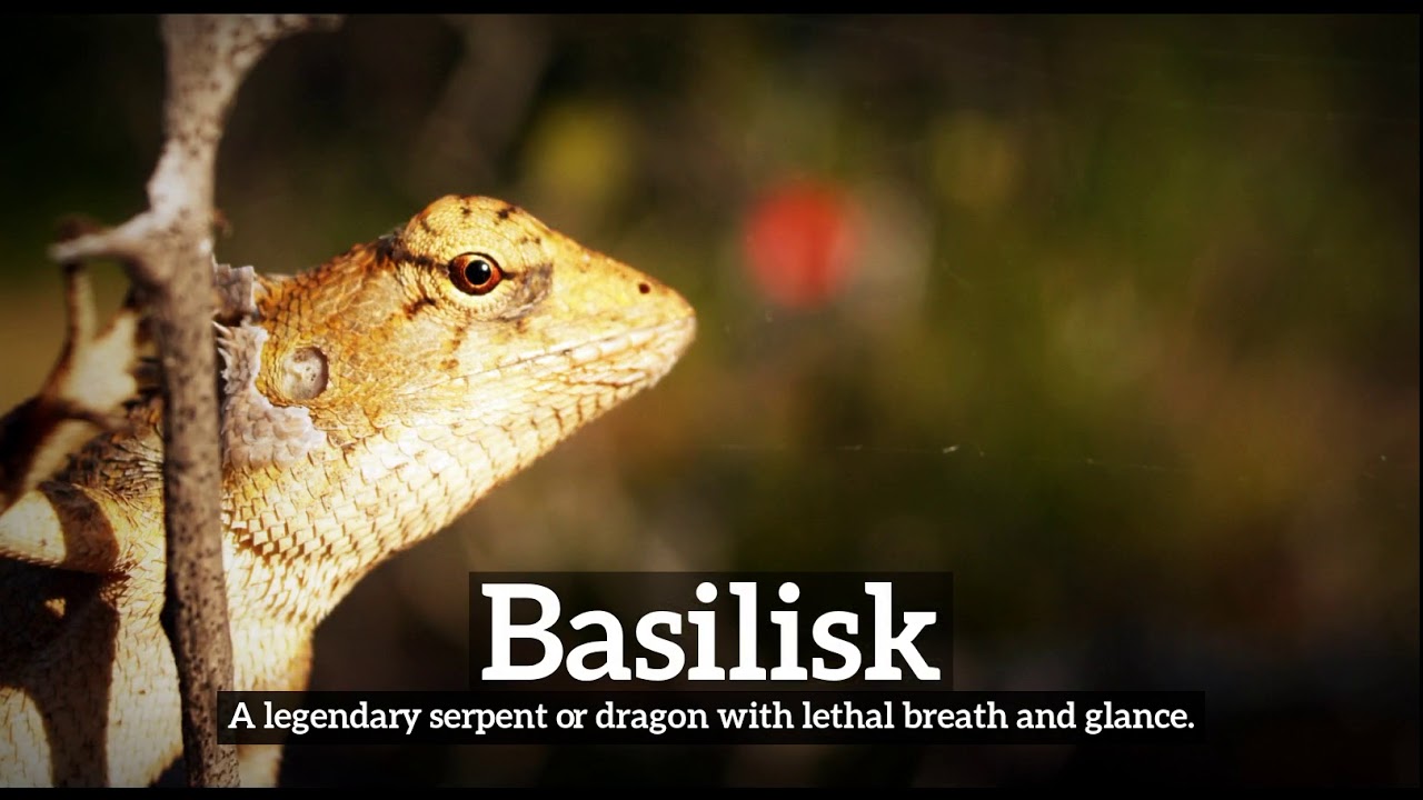 What is Basilisk? | How to Say Basilisk in English? | How Does Basilisk ...