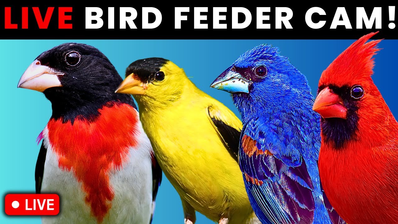 🔴#1 NASHVILLE Bird Feeder Cam! (live bird feeder cam) - YouTube