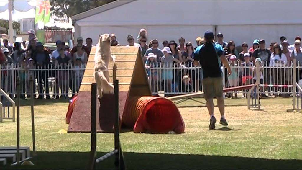 Dexter Masters Agility - Perth Royal Show 2015 - YouTube